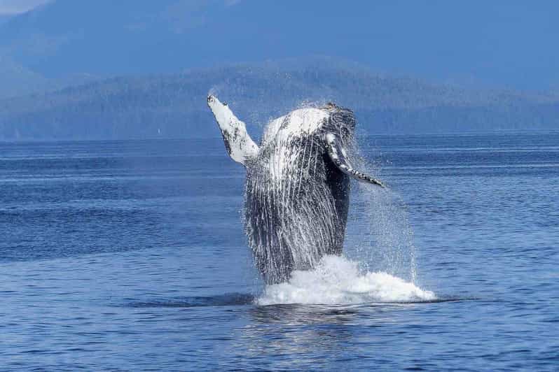 From Panama City: Whale Watching & Las Perlas Beach Day Pass | GetYourGuide