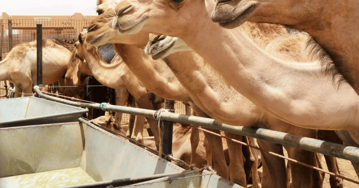 From Dubai: Al Ain Full Day City Tour | GetYourGuide