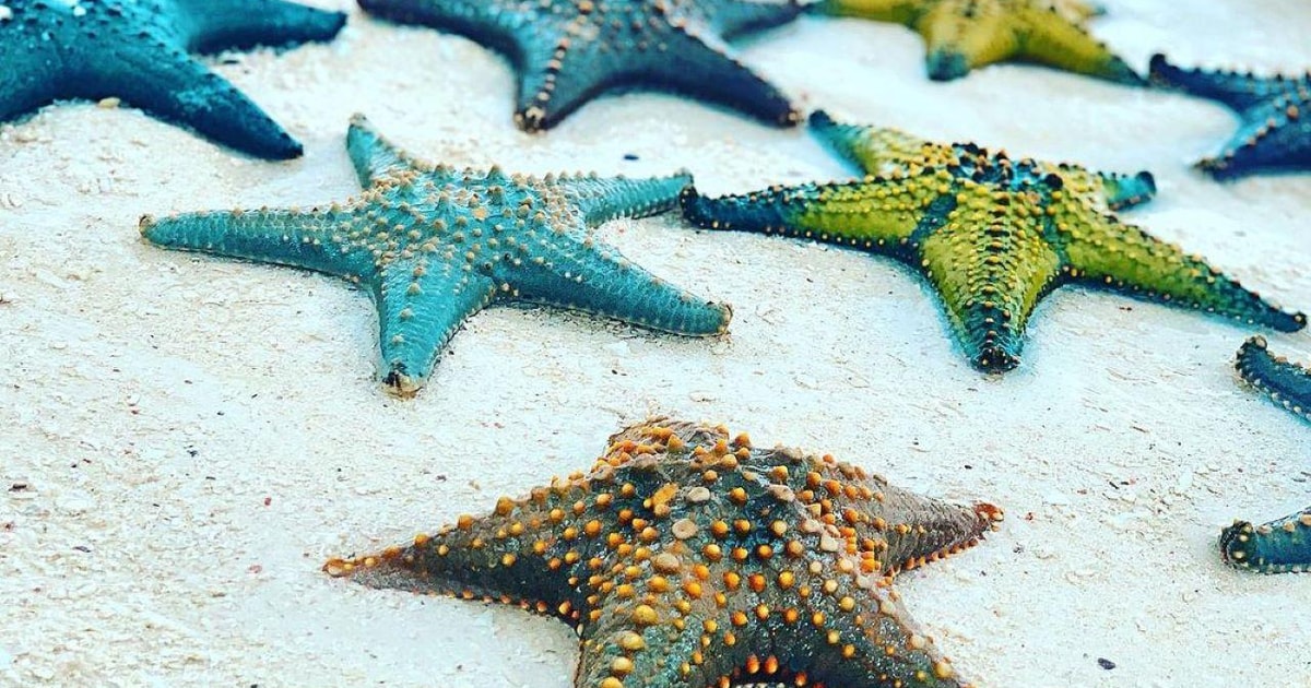 The Rock Lunch, Gefängnisinsel-Tour, Reittour | GetYourGuide