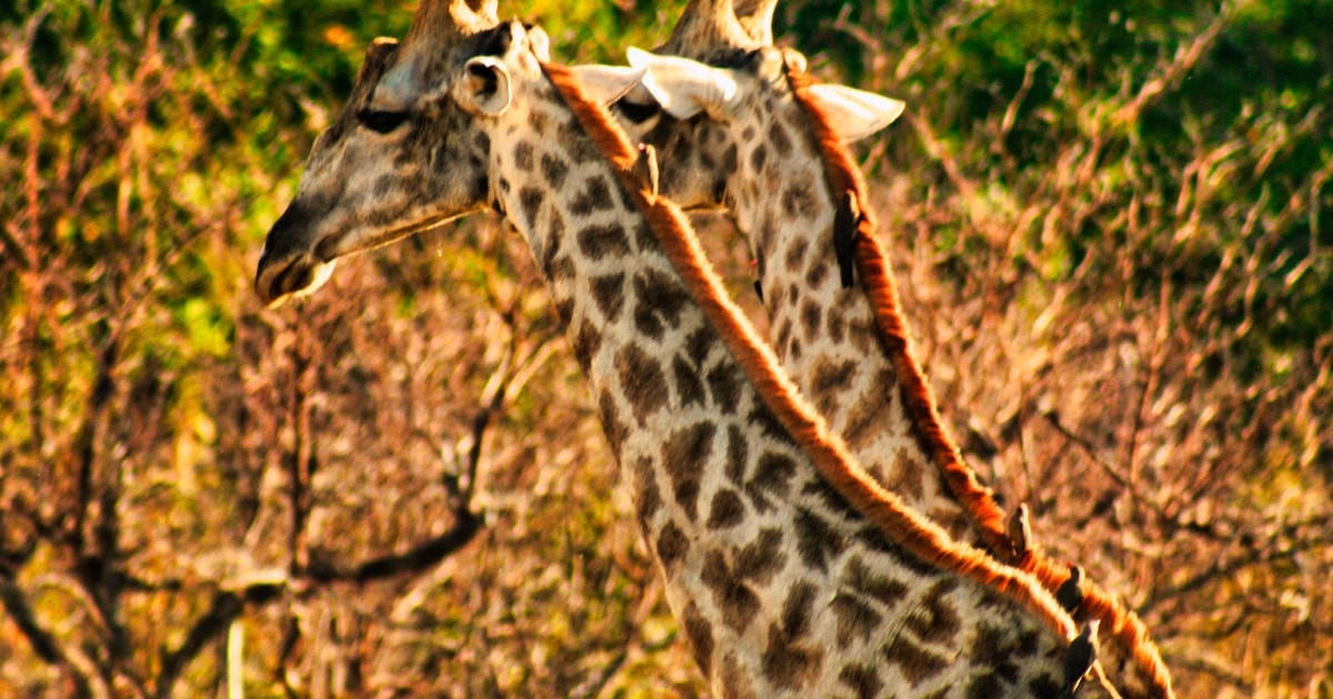 High Tea Safari Drive in National Park | GetYourGuide