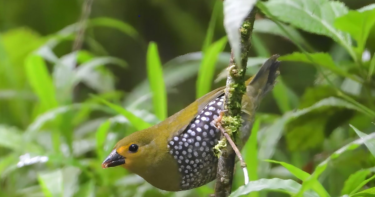 Durban: Dlinza Forest Birdwatching Tour | GetYourGuide