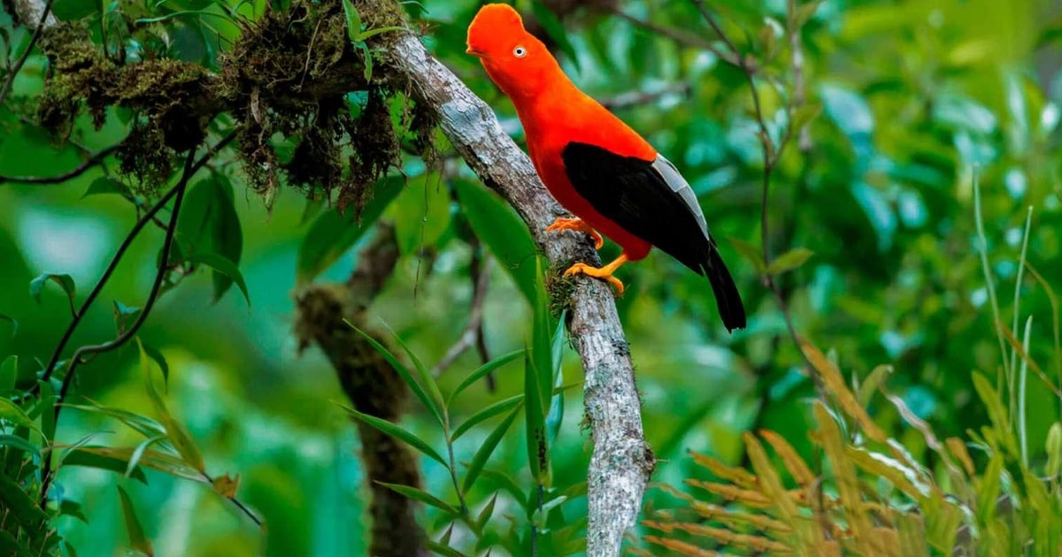 Cusco'dan Manu Kültür Bölgesi Turu 3 Gün | GetYourGuide