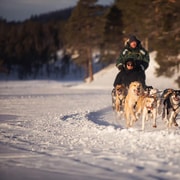 Tromso: Advanced Self-Drive Dog Sledding Experience - 2026 (Verified ...