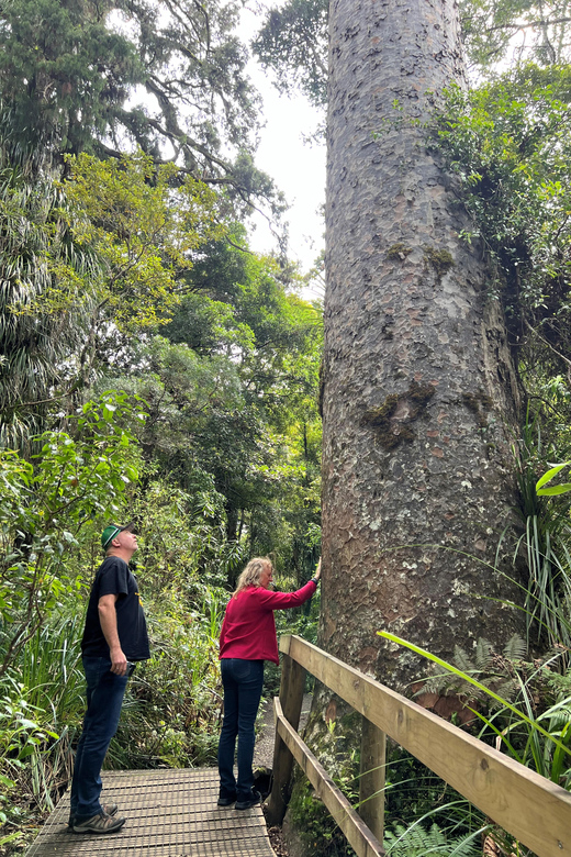 Auckland: Waipoua Kauri Forest, Tane Mahuta and Museum Tour | GetYourGuide
