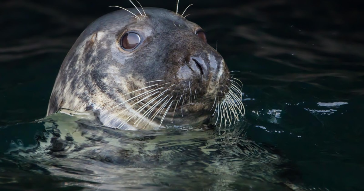 Safári de 1 hora com focas | GetYourGuide