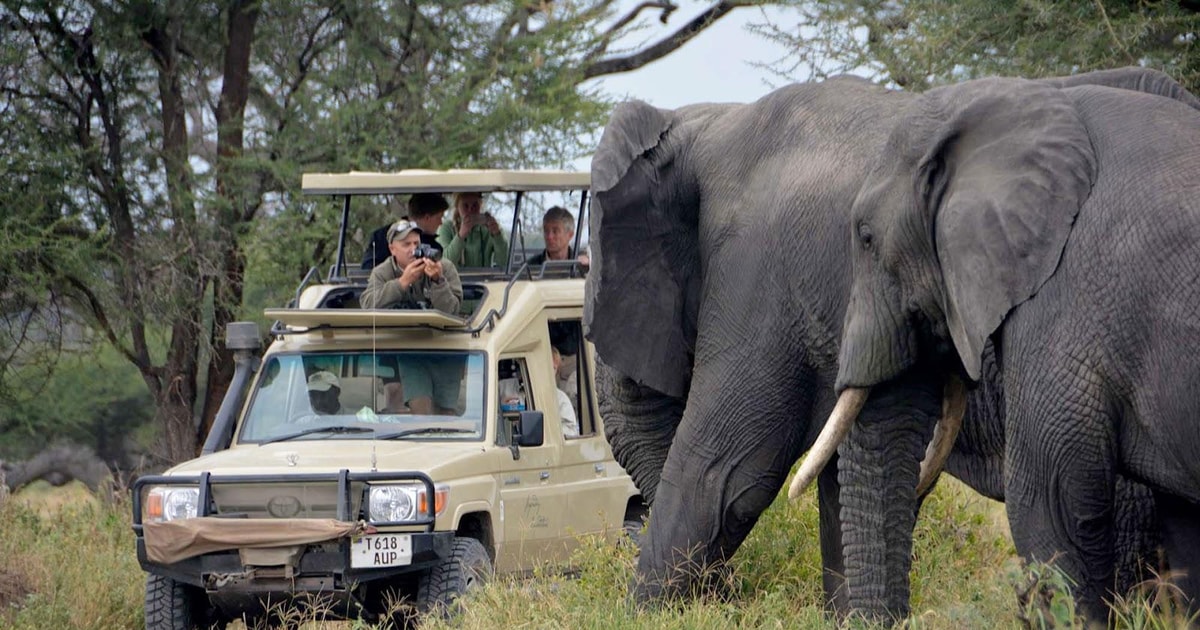 Safari de 7 días con los Cinco Grandes en el norte de Tanzania ...
