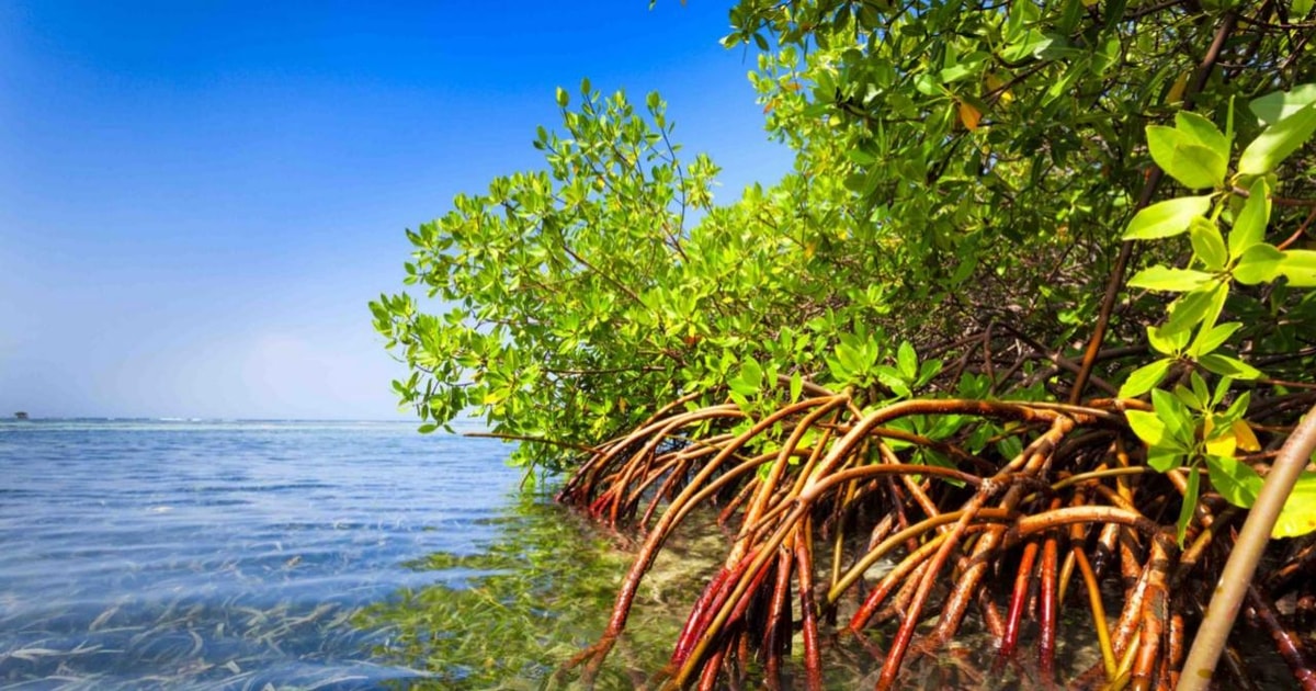 Pemba-Insel: Kojani Mangrove & Ngezi Forest Wildlife Safari | GetYourGuide
