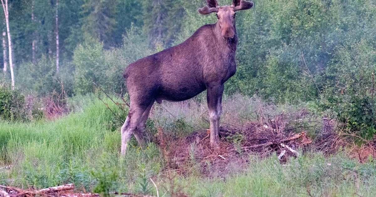 Rovaniemi: Safari Bintik Rusa dengan makanan ringan yang enak ...