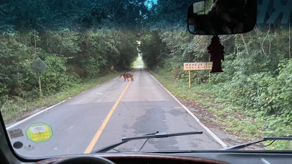 Tikal Tour Basico (incluye Transporte y Servicio de Guia) | GetYourGuide