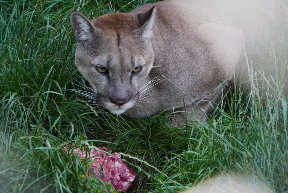Cusco: Sanctuary of Animals rescued "Cochahuasi" | GetYourGuide
