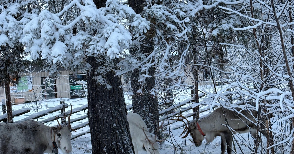 Levi: Meet & Feed Reindeer – Authentic Lapland Experience | GetYourGuide