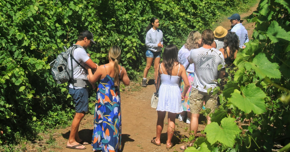 Wine Tasting Journey & Cabo Girão's Breathtaking Sea Cliffs | GetYourGuide