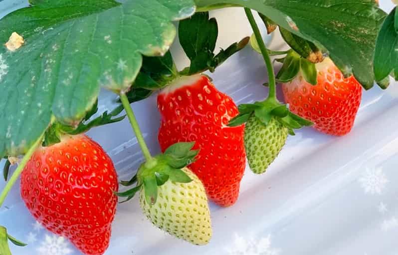 Sakura Special Kawazu Sakura Strawberry Hot Spring Day Tour | GetYourGuide