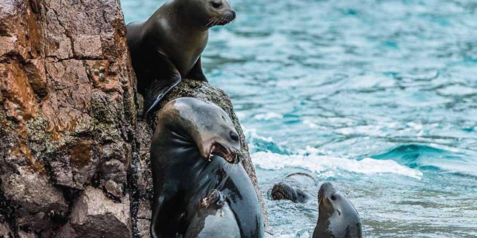 Islas Ballestas Boat Tour - The Galapagos of Peru | GetYourGuide
