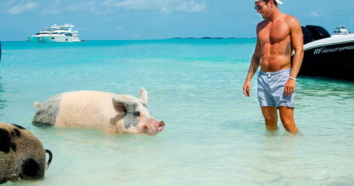Nassau: Excursión de 1,5 horas en lancha rápida para nadar con cerdos y ...