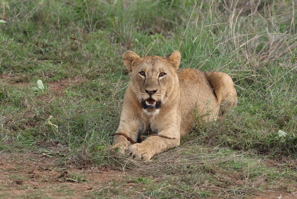 Nairobi National Park, Elephant Orphanage & Giraffe Centre | GetYourGuide