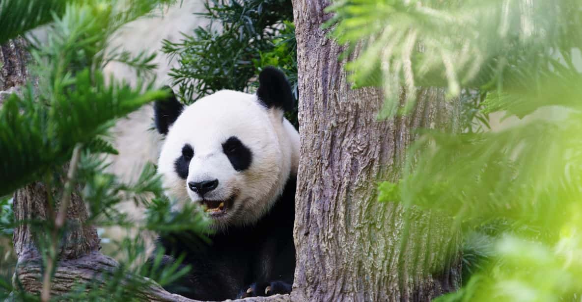Beijing: Panda House Entry Ticket (Zoo) | GetYourGuide
