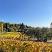 Jauki: Vīna ekskursija pa Provansas Côtes de Provence vīna dārzu: Nicā ...