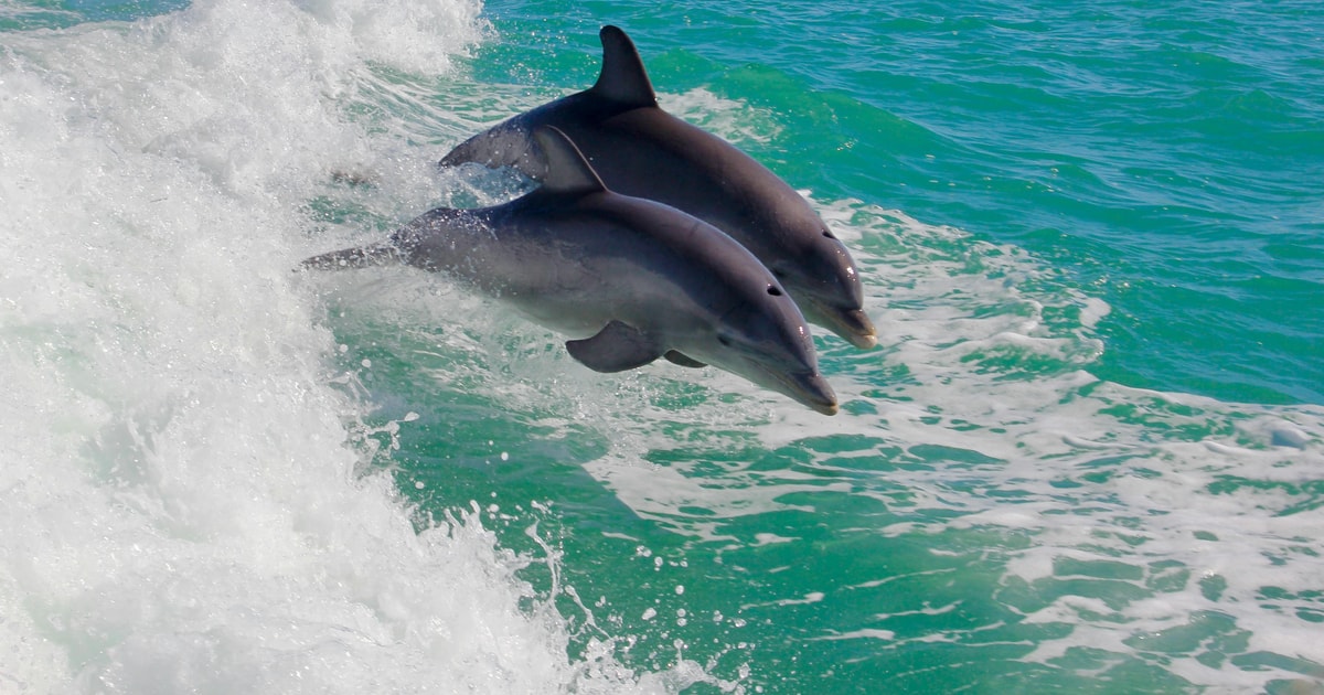 Poreč: Private Sunset Dolphin Watching Boat Tour | GetYourGuide