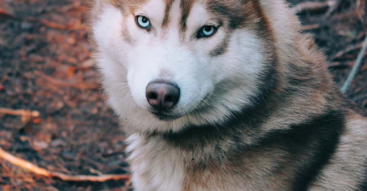 Kittilä / Levi: Husky Farm Guided Tour | GetYourGuide