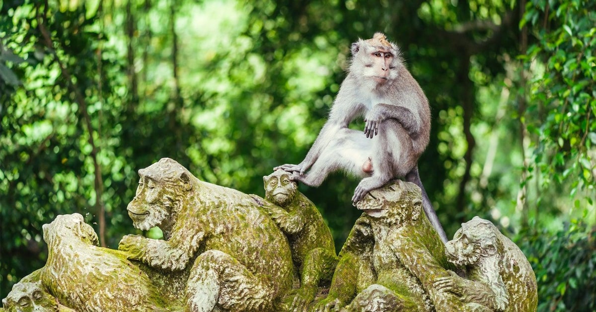 Bosque de Monos de Ubud, Terraza de Arroz, Columpio, Templo y Cascada ...