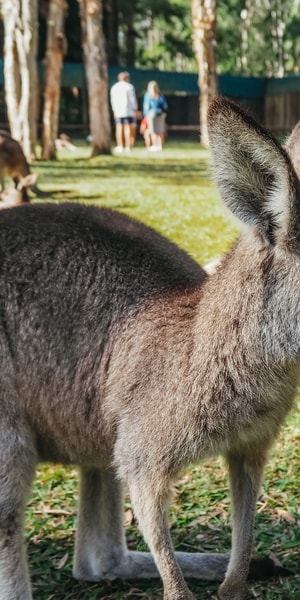 From Brisbane: Australia Zoo Transfer and Entry Ticket | GetYourGuide