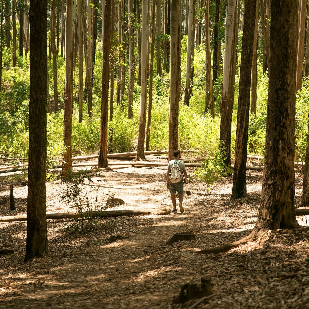 Ella: tour privato a Ella Rock, Nine Arches Bridge e altro ancora ...