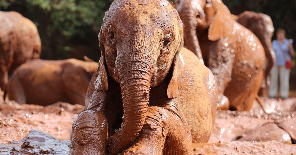 Nairobi; David Sheldrick Elephant Trust Half Day Tour | GetYourGuide