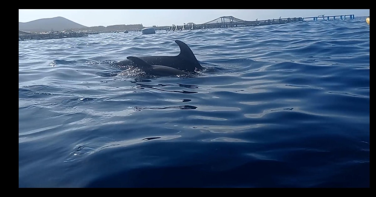 Los Cristianos: Kajak- und Schnorcheltour mit Schildkröten und Fotos ...