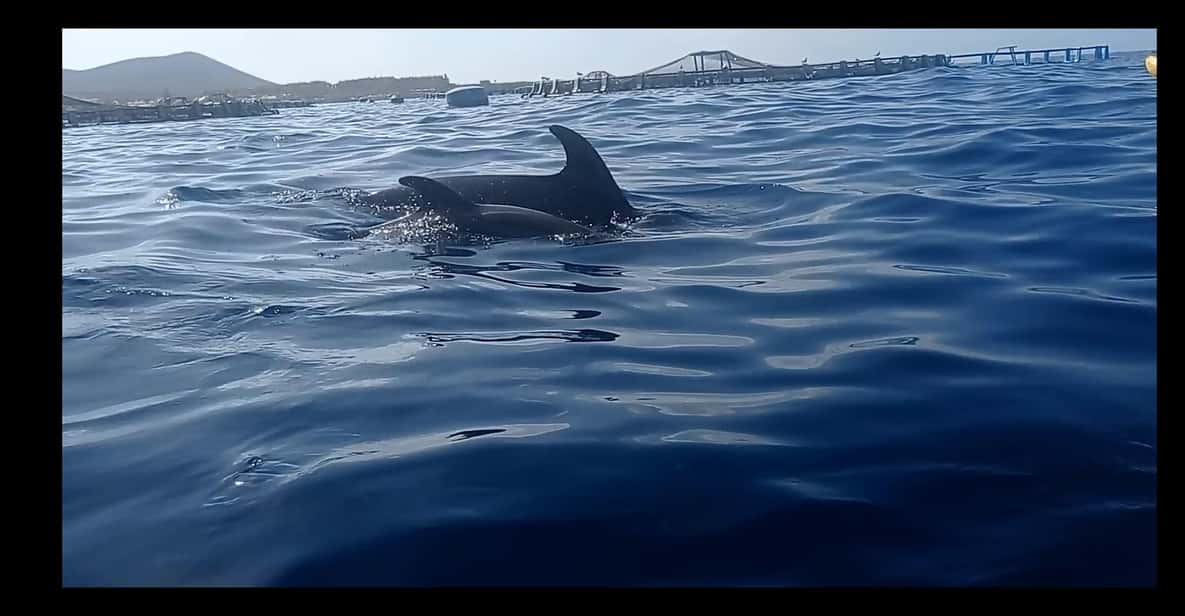 Los Cristianos: Kajak- und Schnorcheltour mit Schildkröten und Fotos ...