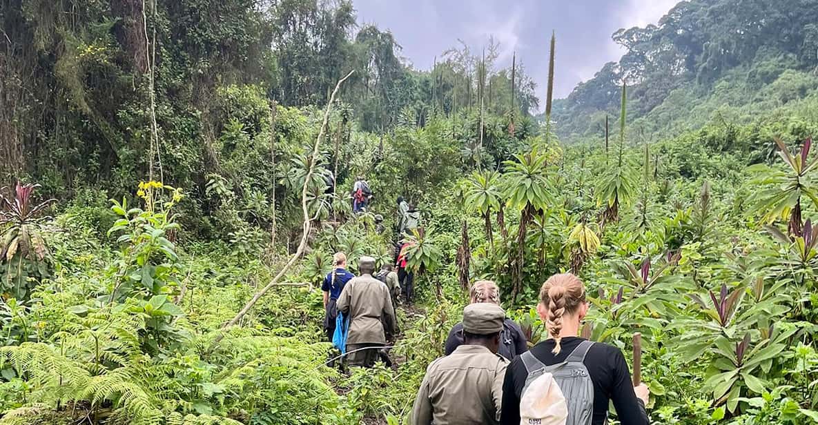 Au départ de Kigali : randonnée au sommet de Bisoke, safari d'une ...