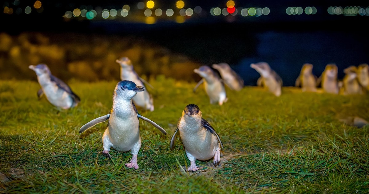 Oamaru: Penguins Evening Viewing Ticket | GetYourGuide