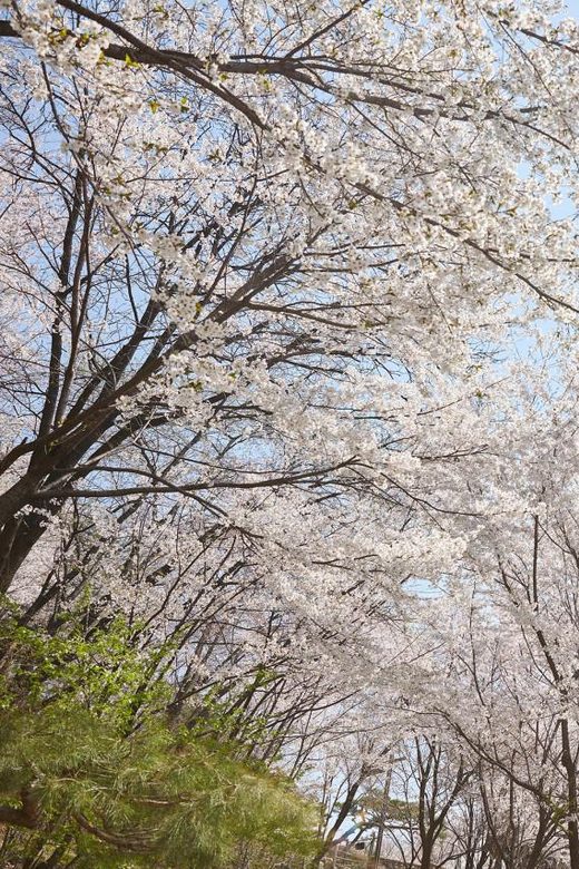 Seoul: Hwadam Botanic Garden & Nami Island Flowers Day Tour | GetYourGuide