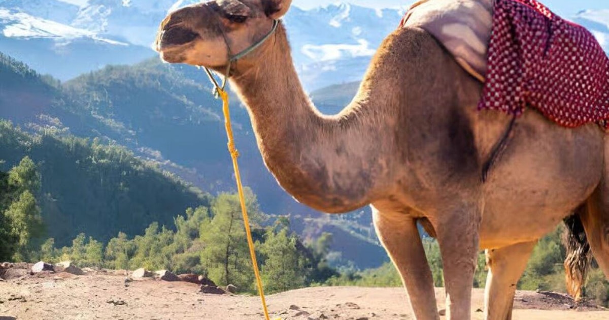 Marrakech: excursión de 1 día al Alto Atlas y paseo en camello ...