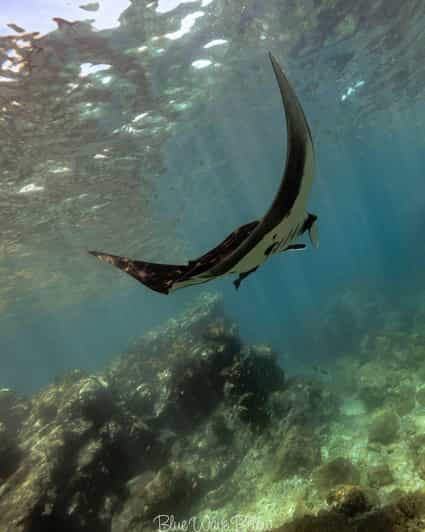 La Paz: Manta Ray Dive at La Reina | GetYourGuide