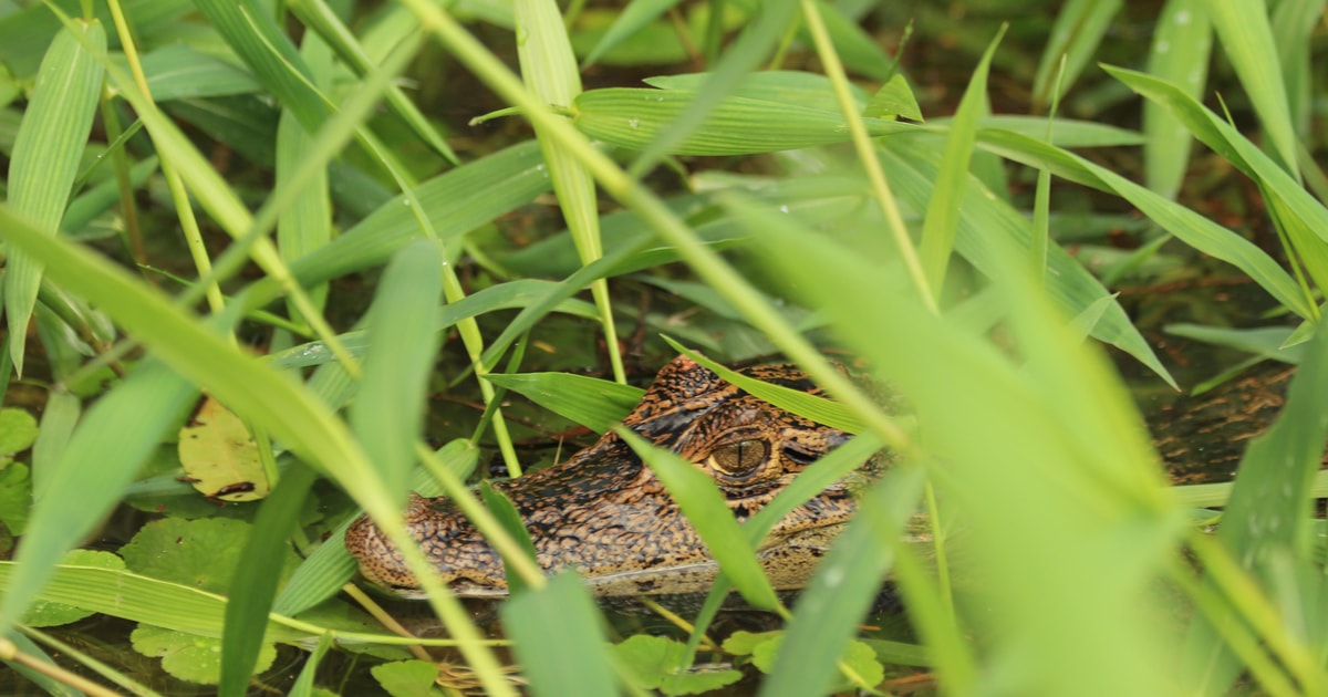 Mangrove - Terraba - Siepe | GetYourGuide