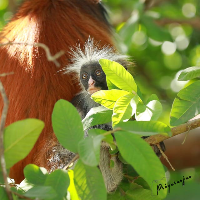 Zanzíbar: Bosque de Jozani para visitar a los monos colubus rojos ...