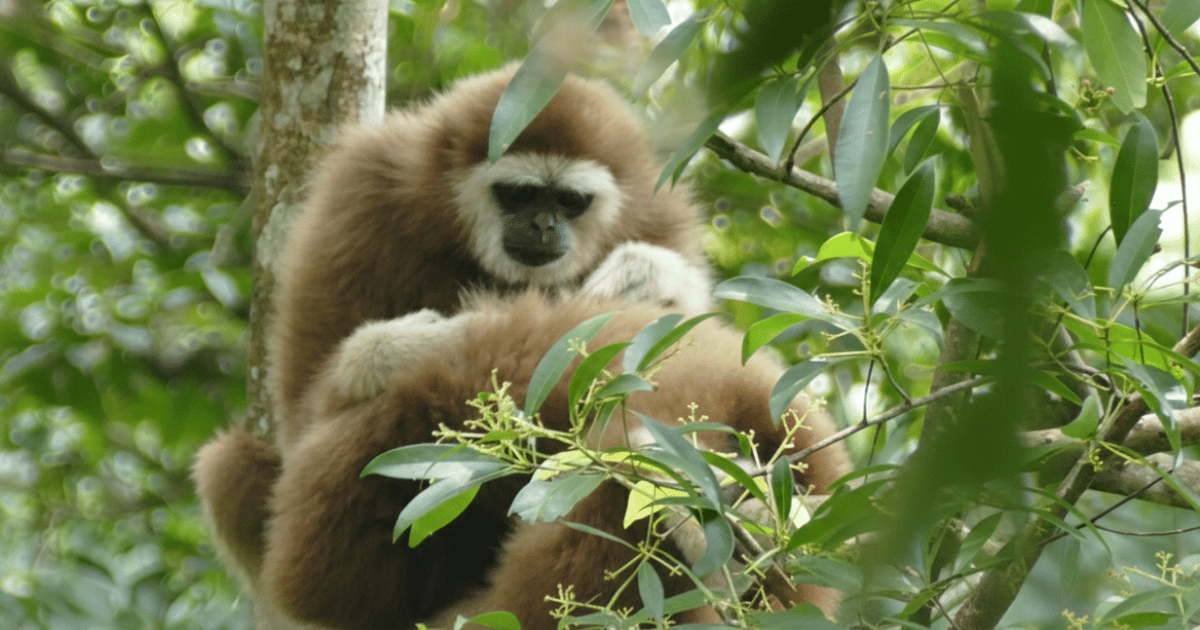 Sumatra : expédition de 5 jours sur la conservation et l'art | GetYourGuide