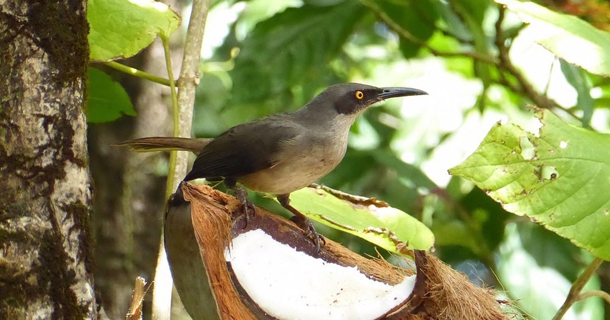 St. Lucia: Bird Watching and Nature Hike | GetYourGuide