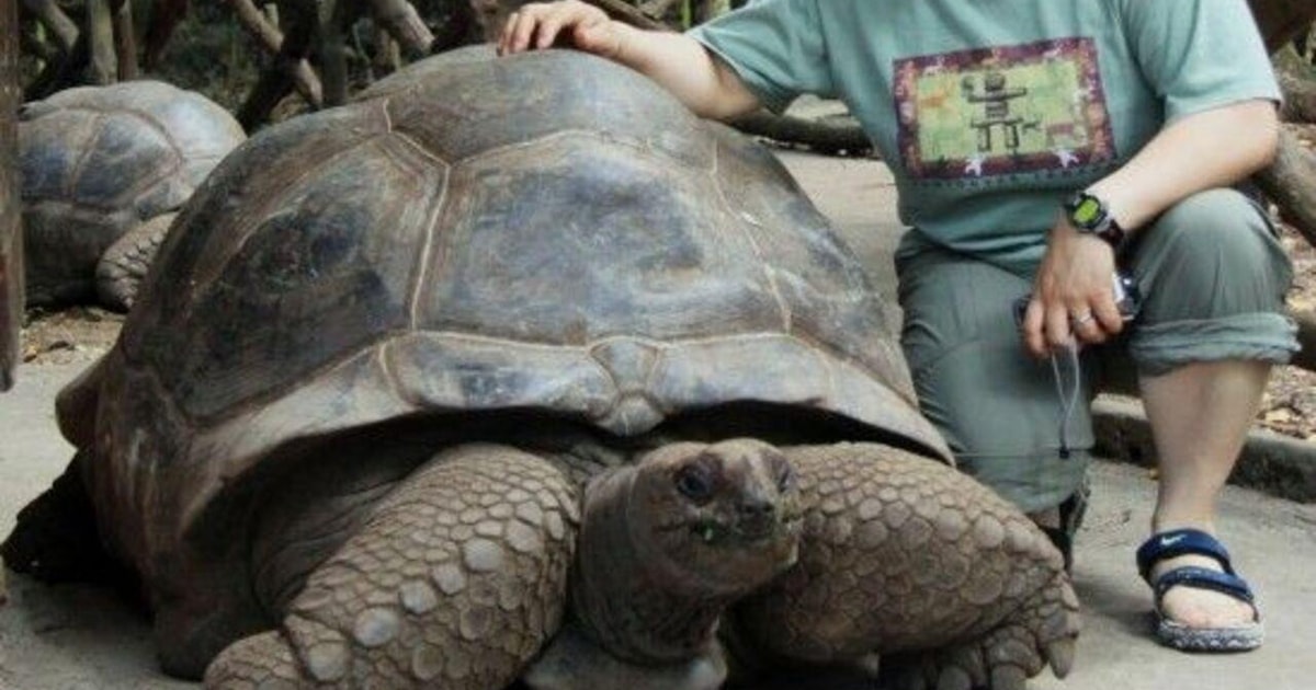 Zanzibar: Salam Cave, Prison Island and Mtende Beach Tour | GetYourGuide