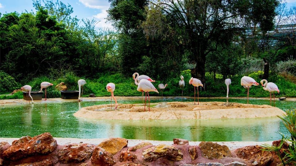 Attica Zoo Park and Designer Outlet Shopping Private Tour | GetYourGuide