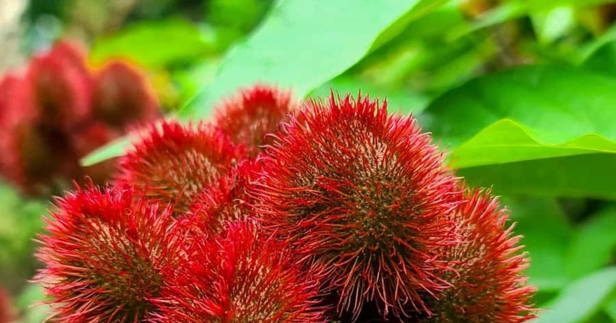 Pemba Island: Chake Chake and Spice Farm Tour | GetYourGuide