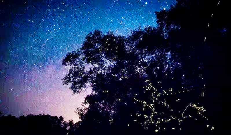 Bongawan Wetland: Proboscis Monkey and Fireflies Shared Tour | GetYourGuide