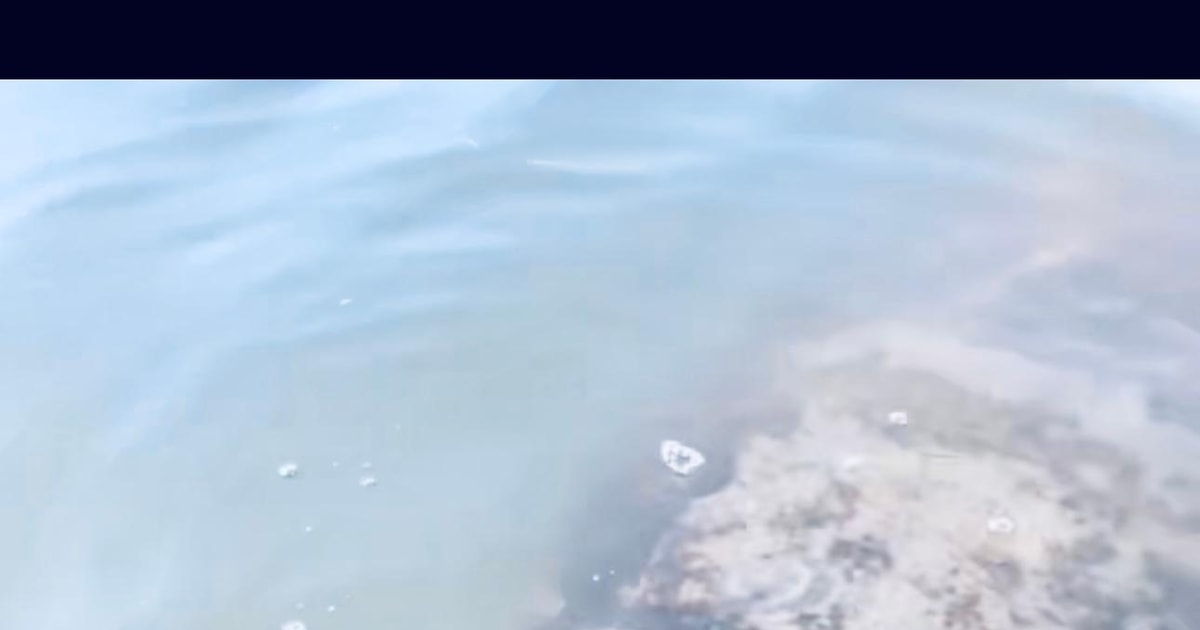 Manatee and Nature Tour of Ormond Beach | GetYourGuide