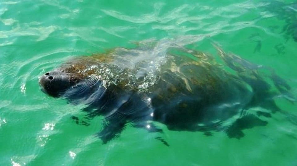 Bradenton: Anna Maria Island Guided Kayaking Manatee Tour | GetYourGuide