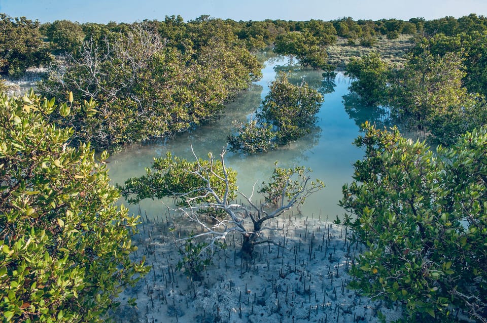 North Of Qatar, Zubara Fort, Mangroves, purple island | GetYourGuide