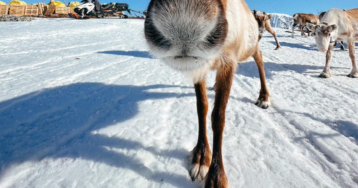 Tromsø: Reindeer Experience at a Sami Camp | GetYourGuide