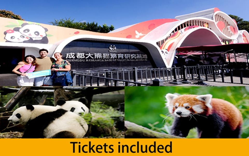 Chengdu panda base half day tour | GetYourGuide