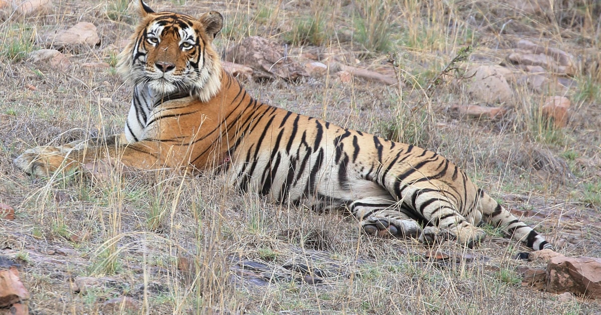Same Day Trip to Ranthambhore Tiger Safari Tour from Jaipur | GetYourGuide