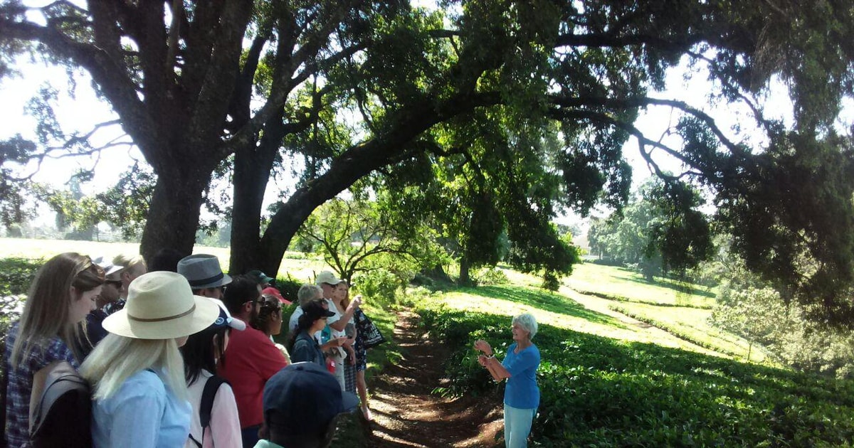 Nairobi luchthaven tussenstop: Kiambethu Tea Farm Tour & Lunch ...